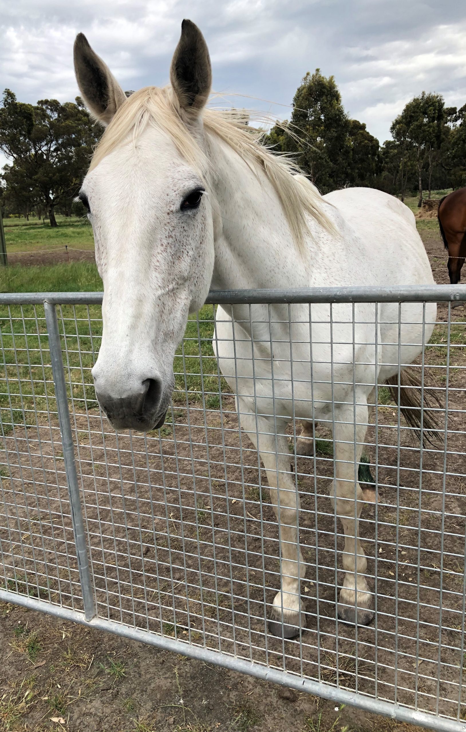 Our Horses – Wolfenden