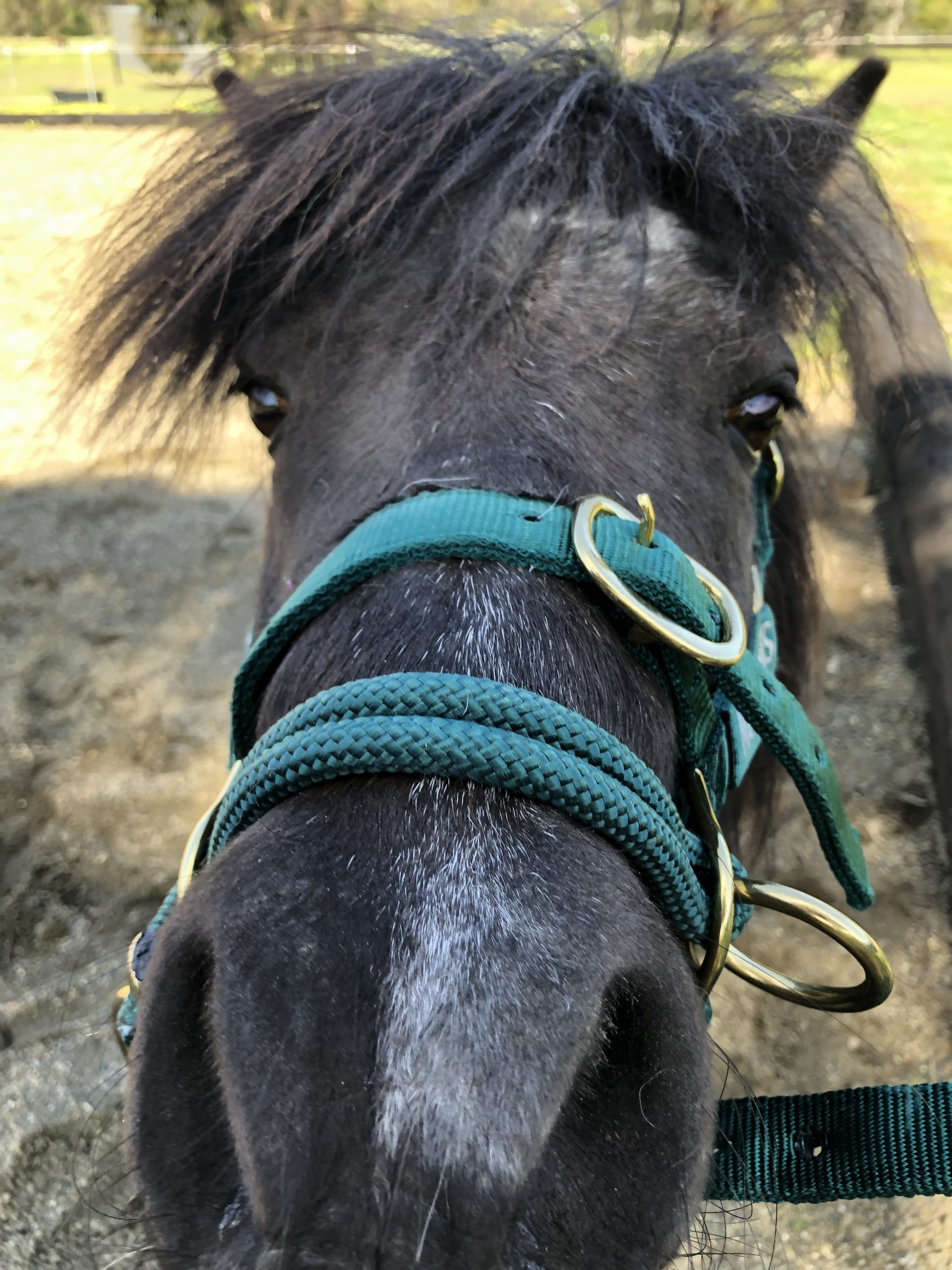 Our Horses – Wolfenden